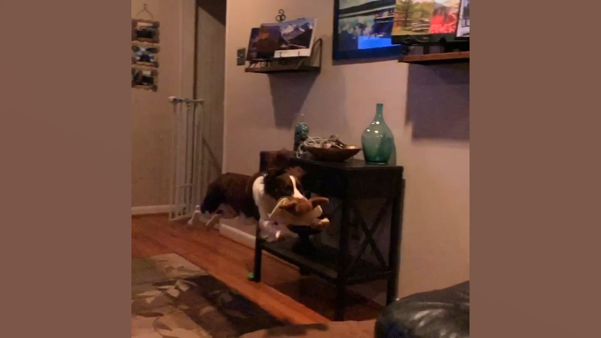 Paws-itively Ridiculous