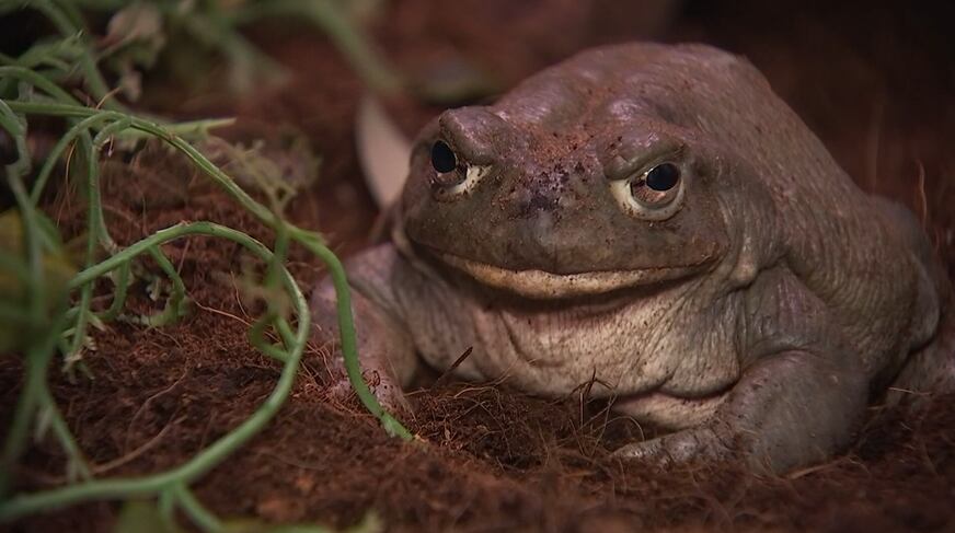 Poison control officials warn of toxic toads, mushrooms after Phoenix ...