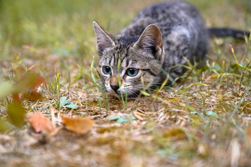 5 Common Mistakes That Hurt Your Cat’s Feelings Without You Realizing ...