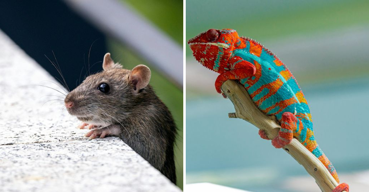 9 Animals With The Shortest Lifespan