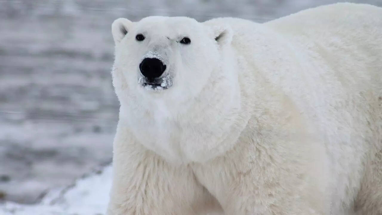 6 beautiful white animals of the world and their special colour secrets