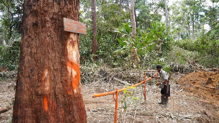 Koalisi: TNI jangan ikut campur sengketa tanah adat di Papua