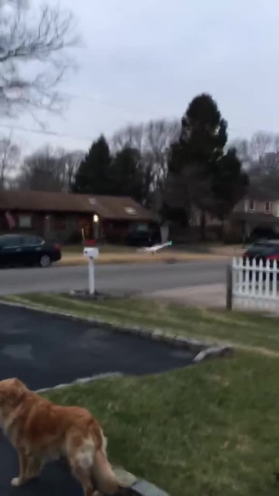 Watch My Dog Dodge RC Planes Like a Pro