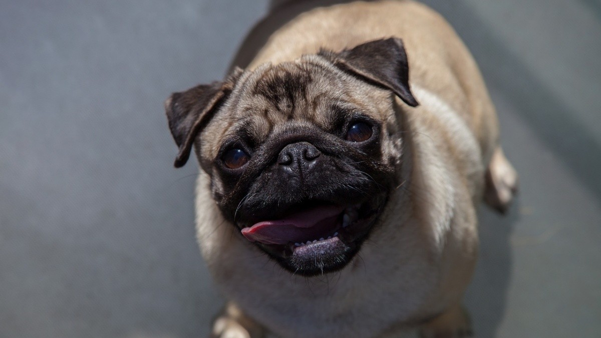 Experts reveal 7 dog breeds that embody pure love