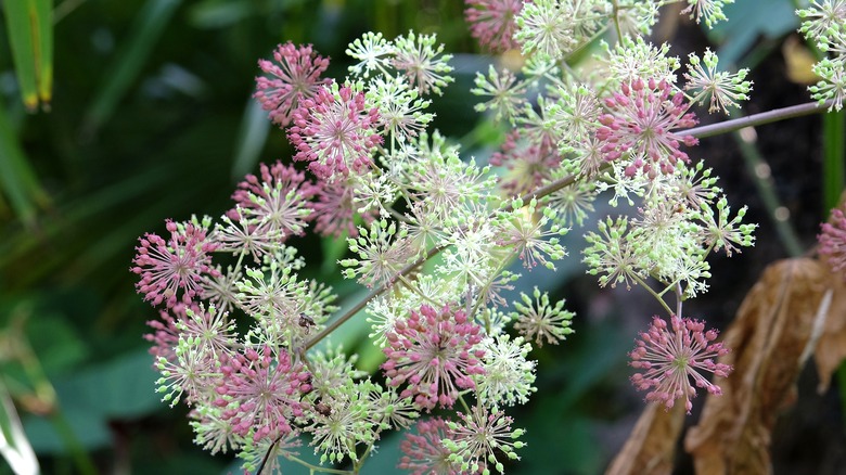 24 Plants You Need In Your Yard To Create The Perfect Secret Garden Getaway