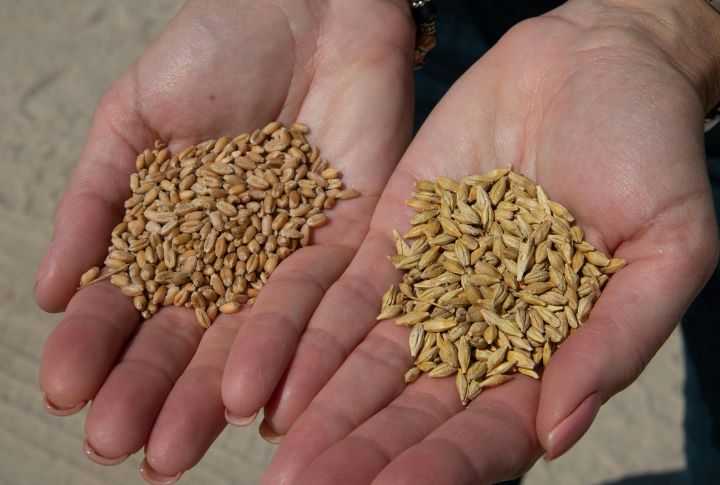 How To Give Your Garden A Head Start With Seeds