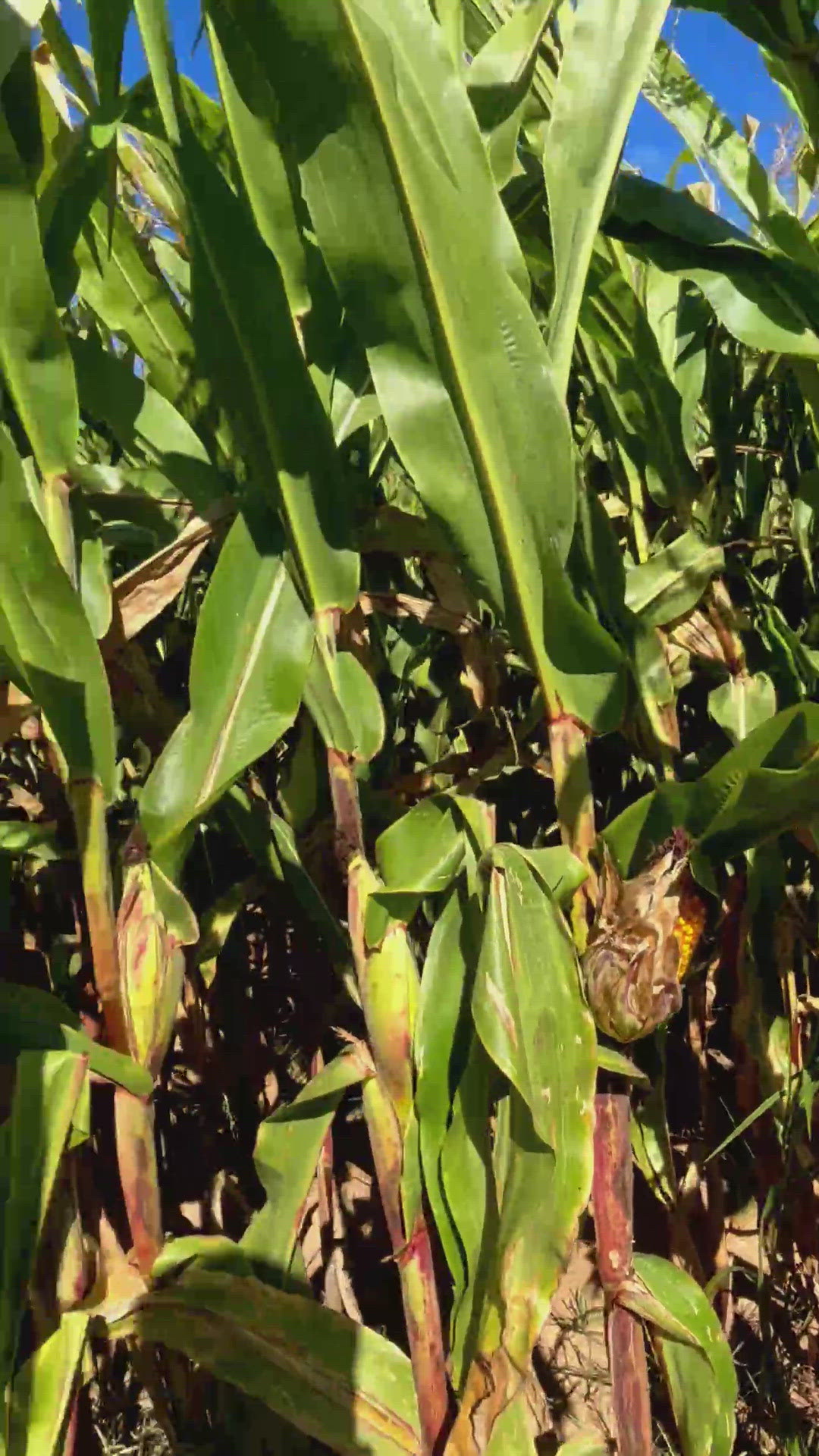 Average Kentucky farm could lose $1-$2 million this year. Here's why