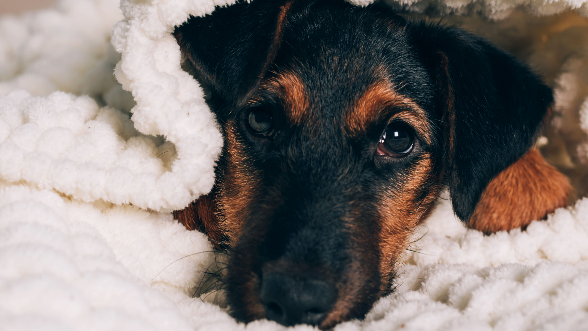 5 Indicators It May Be Time To Put Down Your Dog And 6 Signs They Still ...