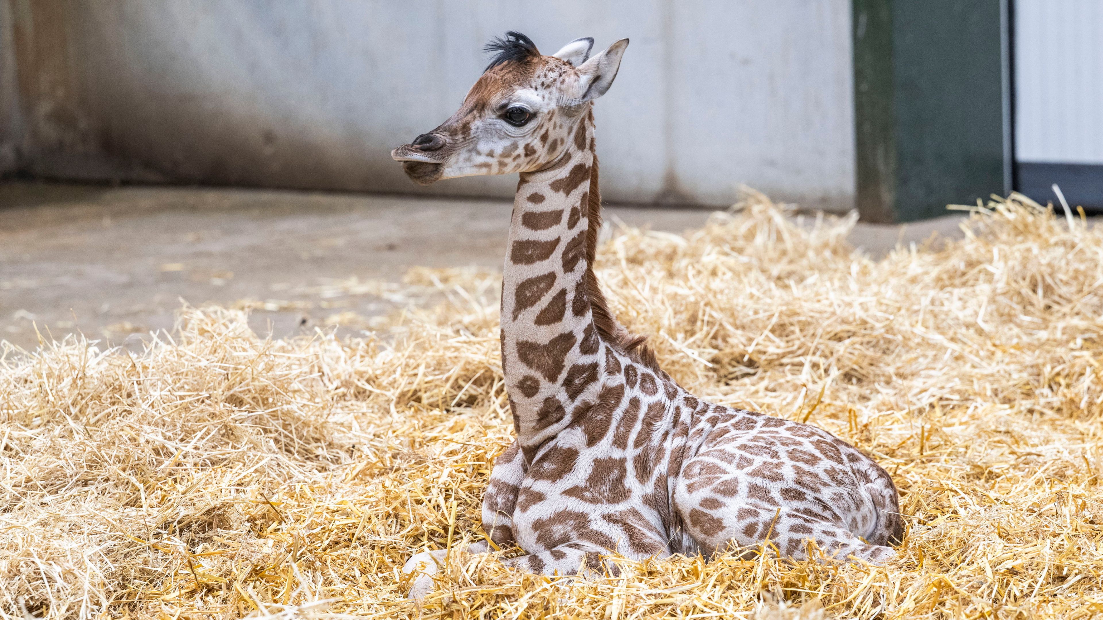 CCTV captures baby giraffe being born before taking her first wobbly steps