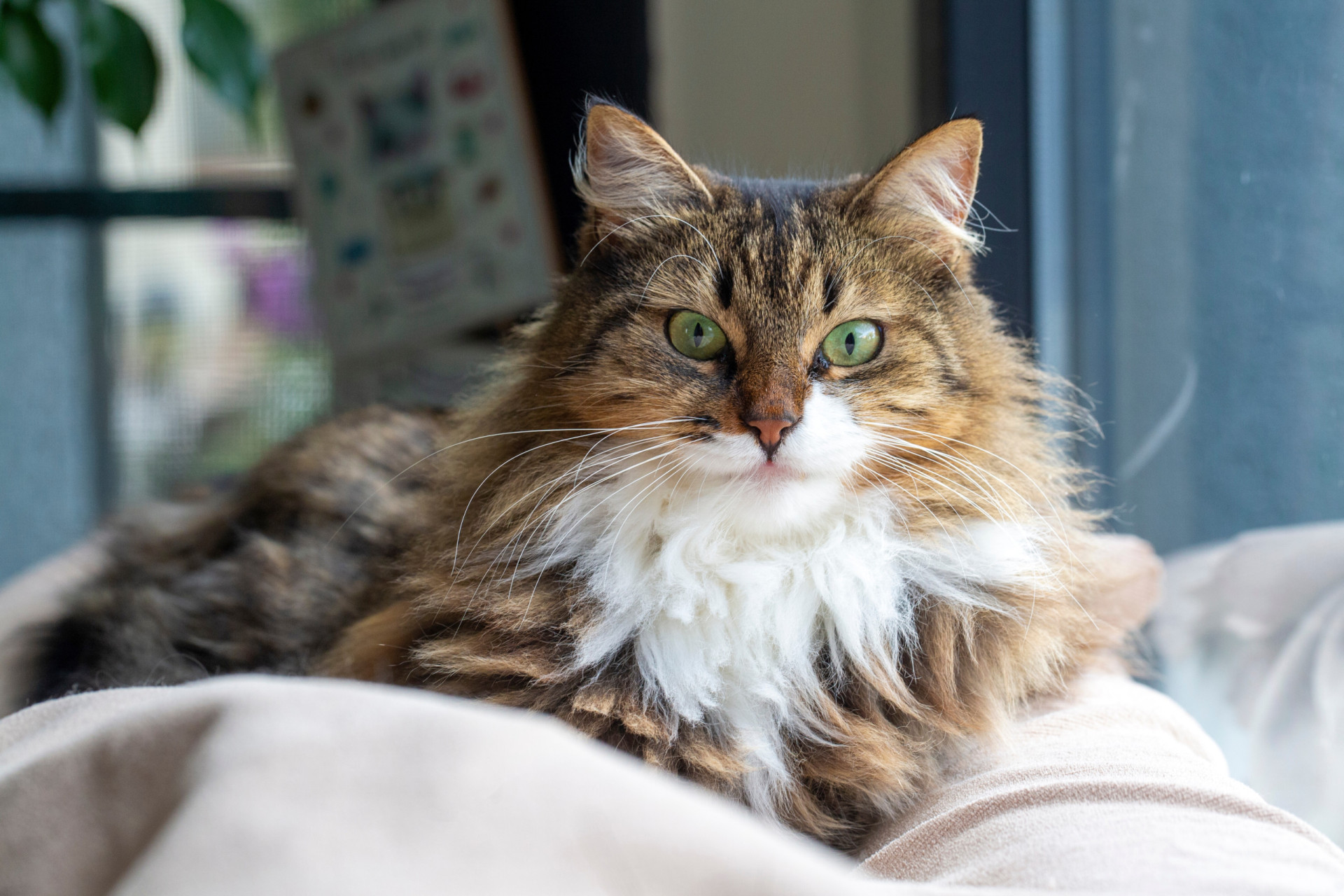 Fofos: As raças de gatos mais peludas do mundo