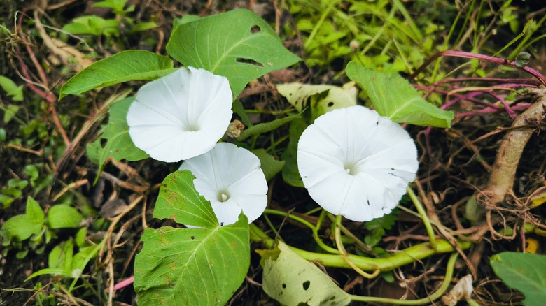 24 Plants You Need In Your Yard To Create The Perfect Secret Garden Getaway