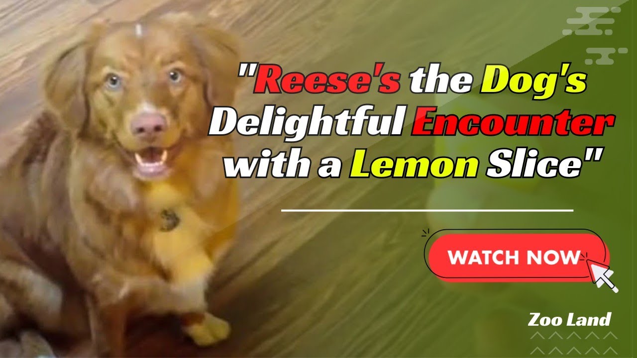 Curious Dog Steals Hearts with Hilarious Overreaction to Lemon Slice