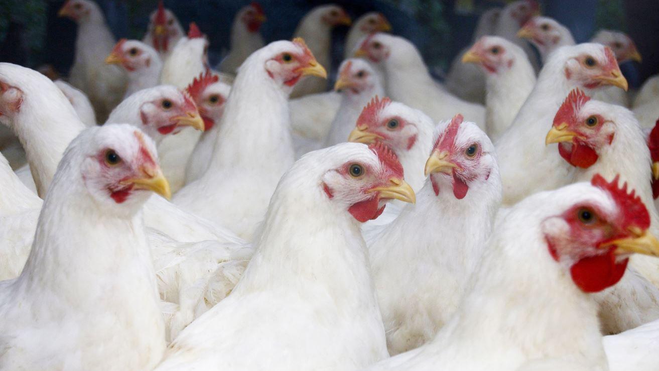 Poultry farm chickens to be culled over bird flu