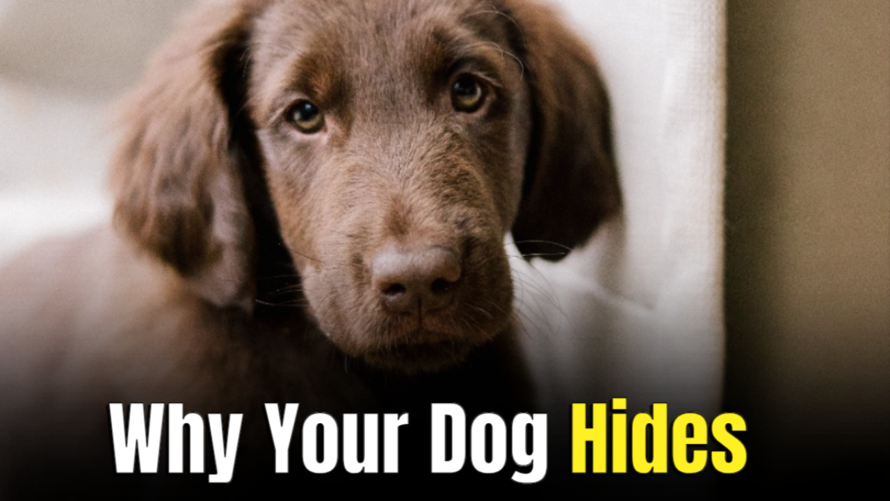 10 Signs Your Dog Isn't As Happy As You Think