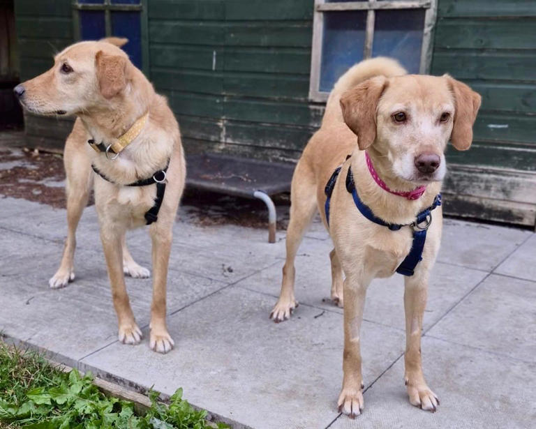 These 28 adorable dogs at Holly Hedge are looking for a forever home in ...