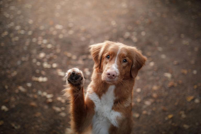 3 señales que indican que tu perro es diestro o zurdo y pocos conocen