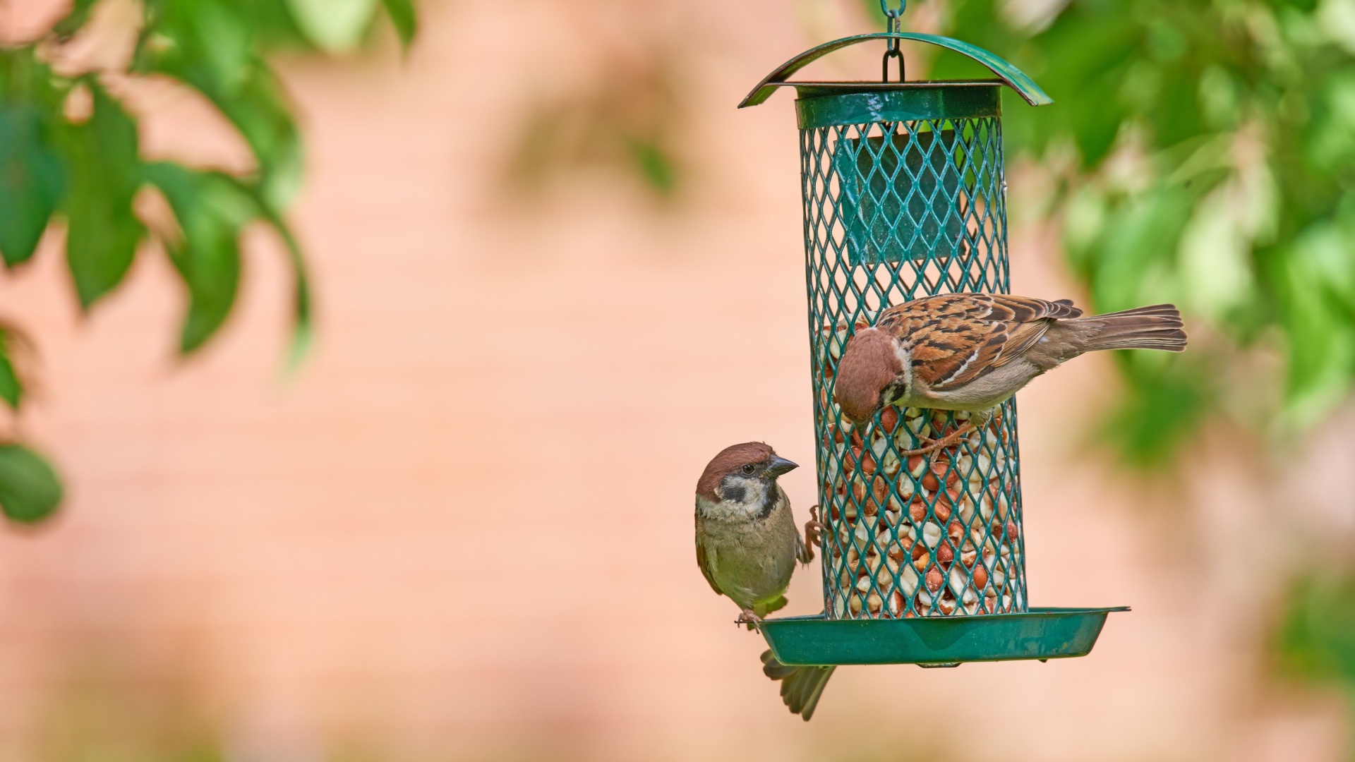 The Ultimate Guide To Attracting Your Favorite Birds