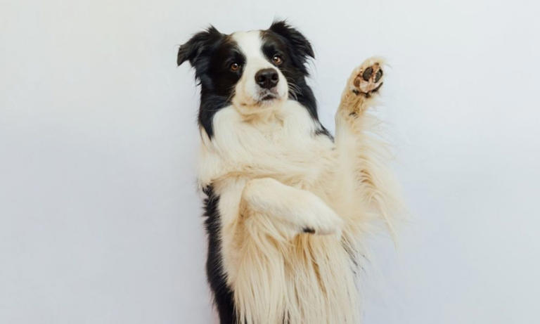 3 señales que indican que tu perro es diestro o zurdo y pocos conocen
