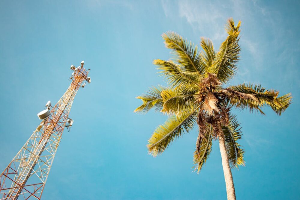 Scientists are investigating an unusual pattern in trees near cell towers