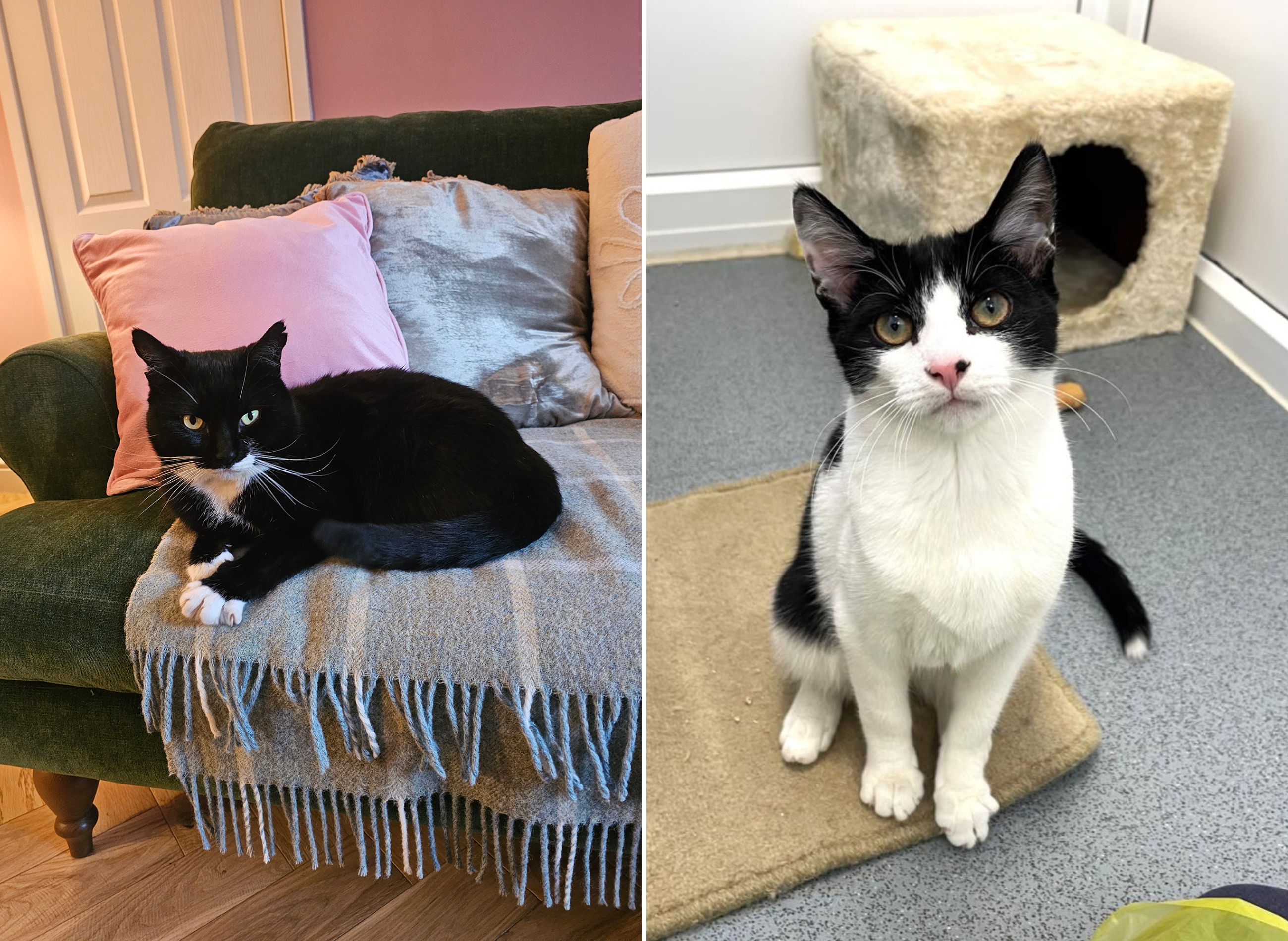 ‘Incredible number of cats’ - North East shelter celebrates rehoming ...