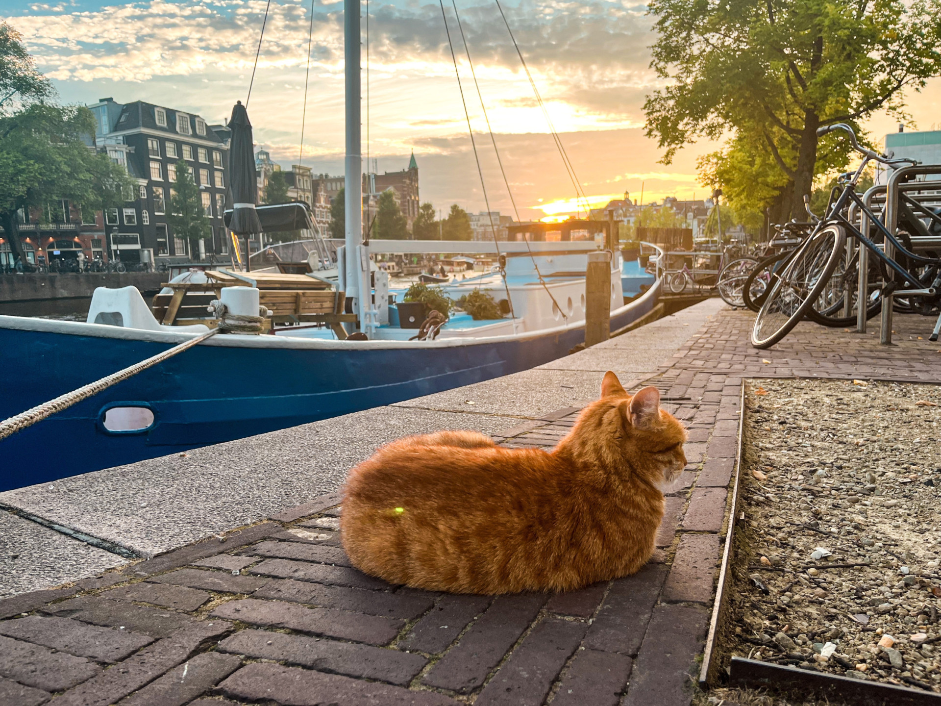 Top 10 towns and cities with the most cats