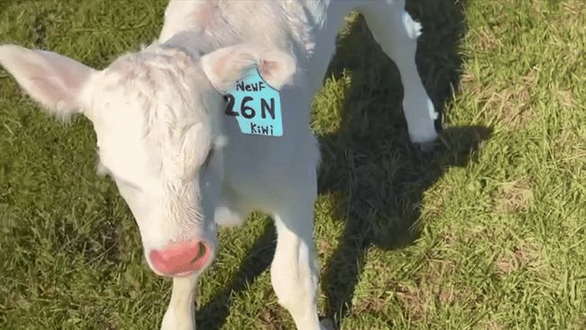 Calf With 'Killer Instinct' Definitely Does Not Want to Be Petted