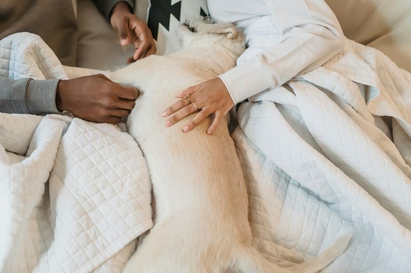5 Clear Signs Your Dog Trusts You And 5 Red Flags That Trust Is Shaky