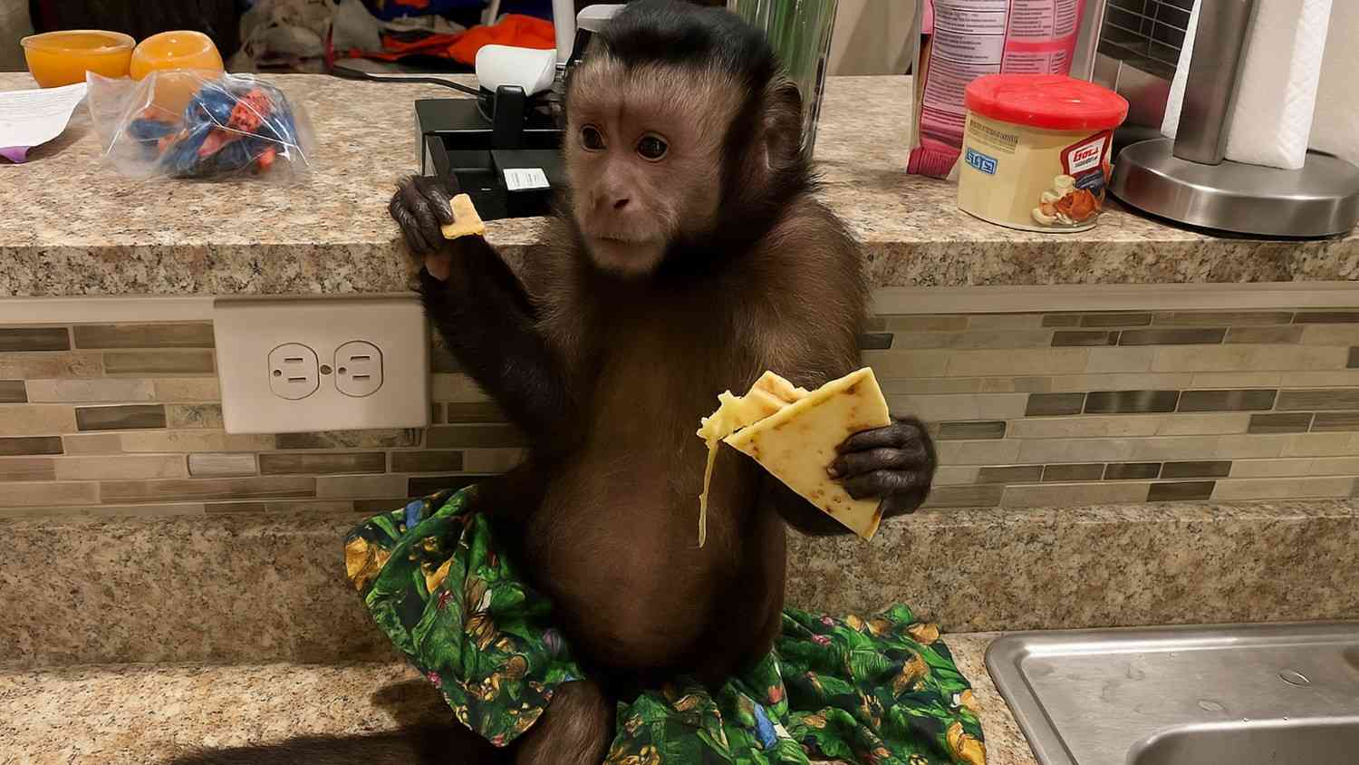 Monkey Eating Snack at the Counter