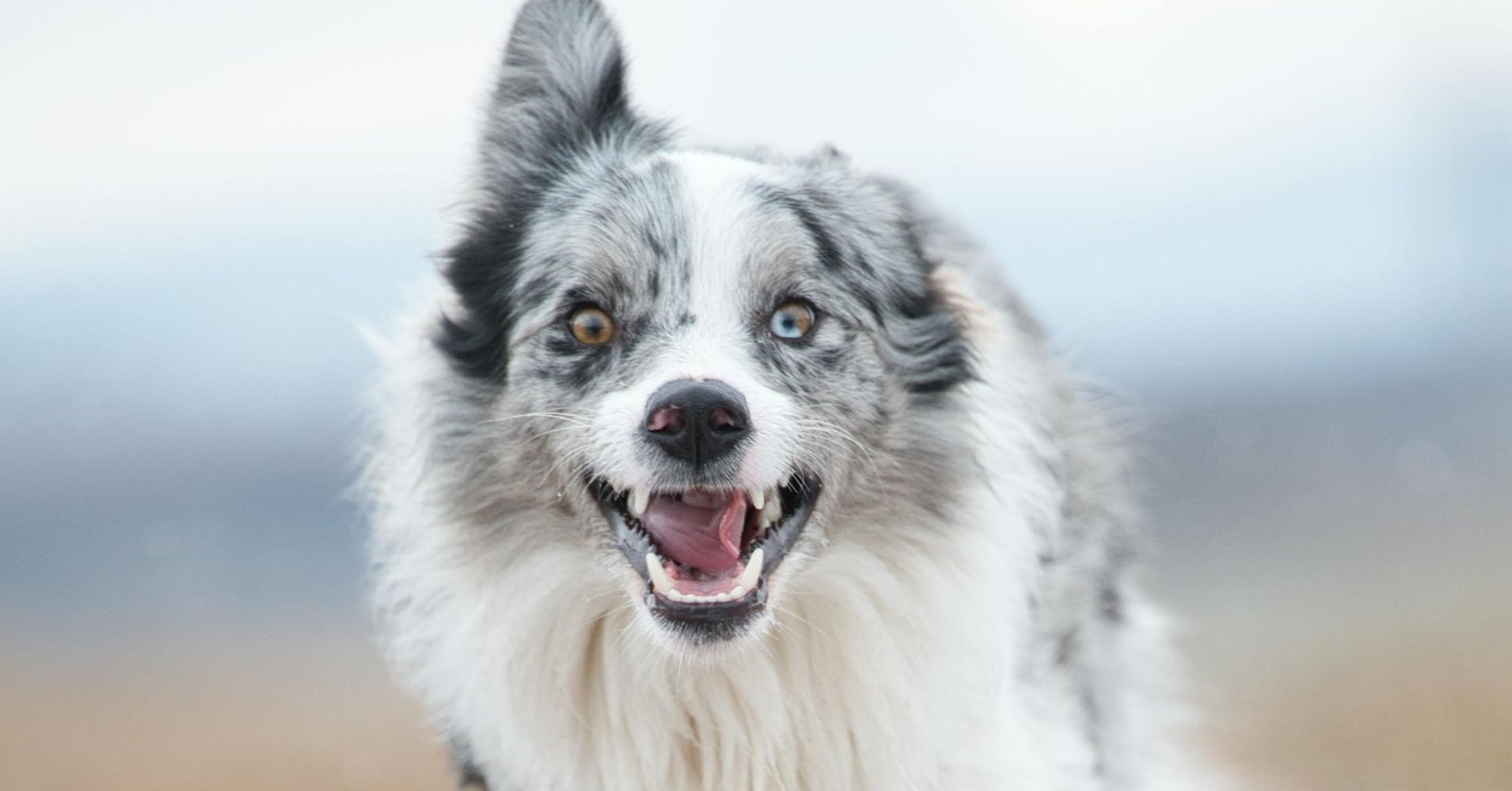 17 Active Dog Breeds That Crave Exercise, and 9 Calm Companions for ...