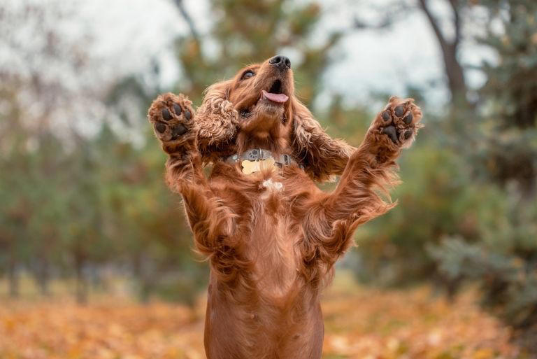 3 señales que indican que tu perro es diestro o zurdo y pocos conocen