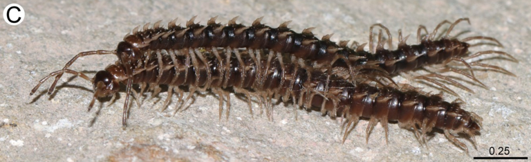 ‘Dragon'-like creatures seen mating at cave in Thailand. They're a new ...