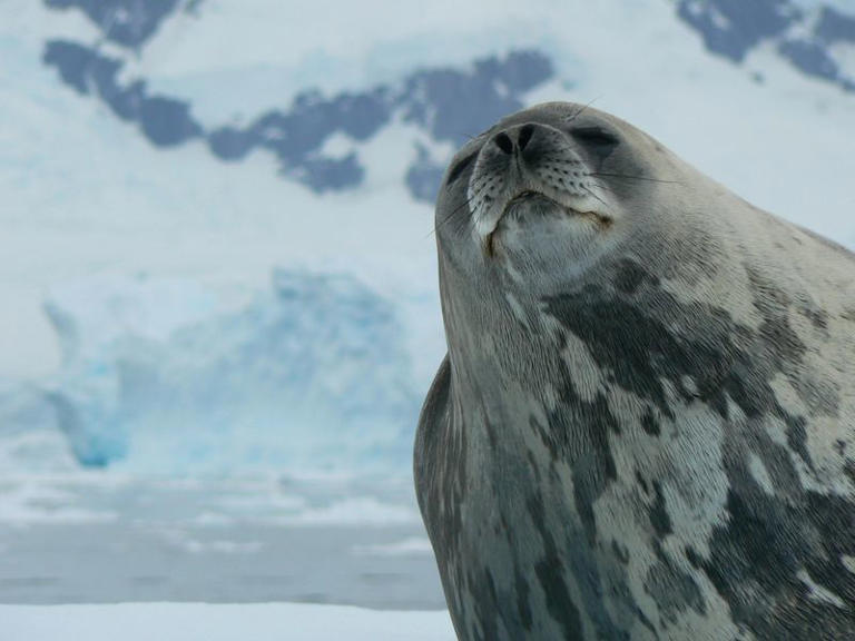 Which Animals Can Hold Their Breath Underwater The Longest?