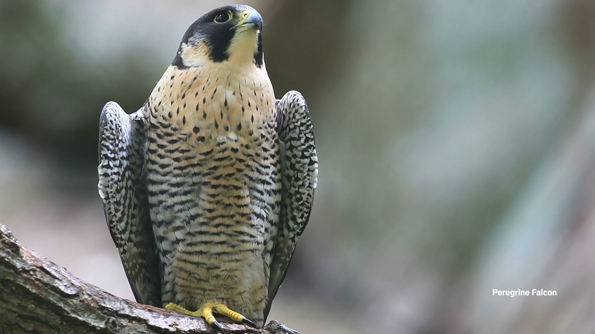 Incredible Footage of the Fastest Animals on the Planet