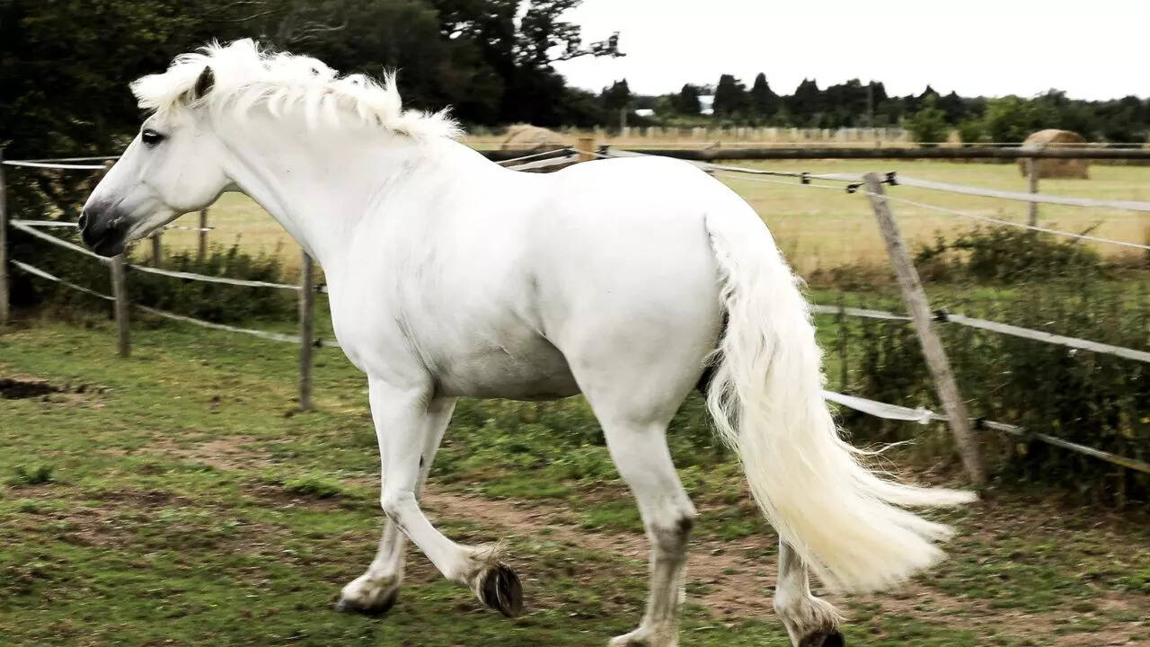 6 beautiful white animals of the world and their special colour secrets