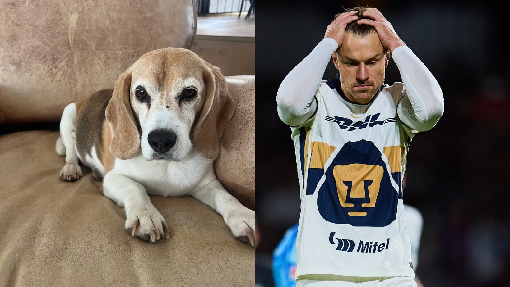 “Estamos desconsolados”: Aaron Ramsey revela que su perrita Jeilo ...