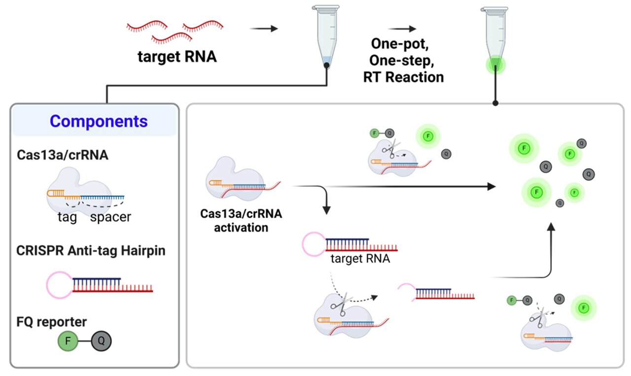Room-temperature RNA detection method eliminates need for complex lab ...