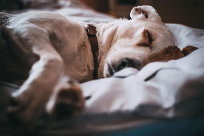 15 Clear Signs Your Adopted Dog Has Fully Settled into Their New Home