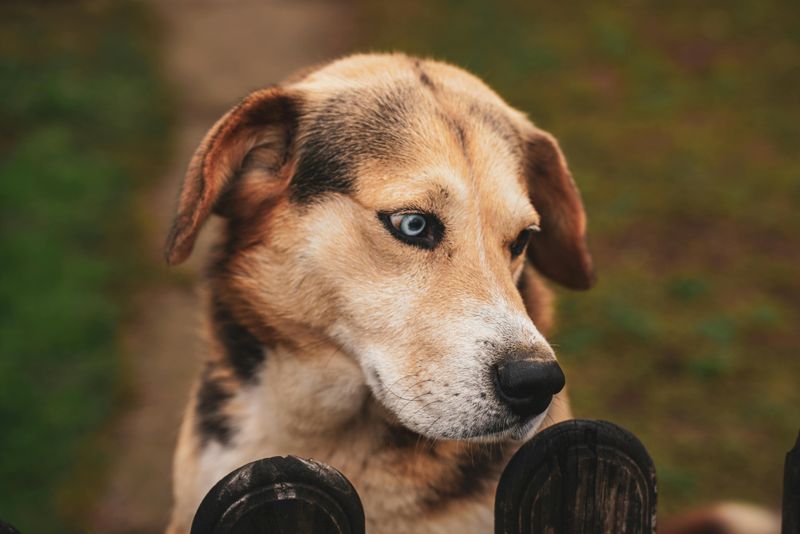 15 Clear Signs Your Adopted Dog Has Fully Settled into Their New Home