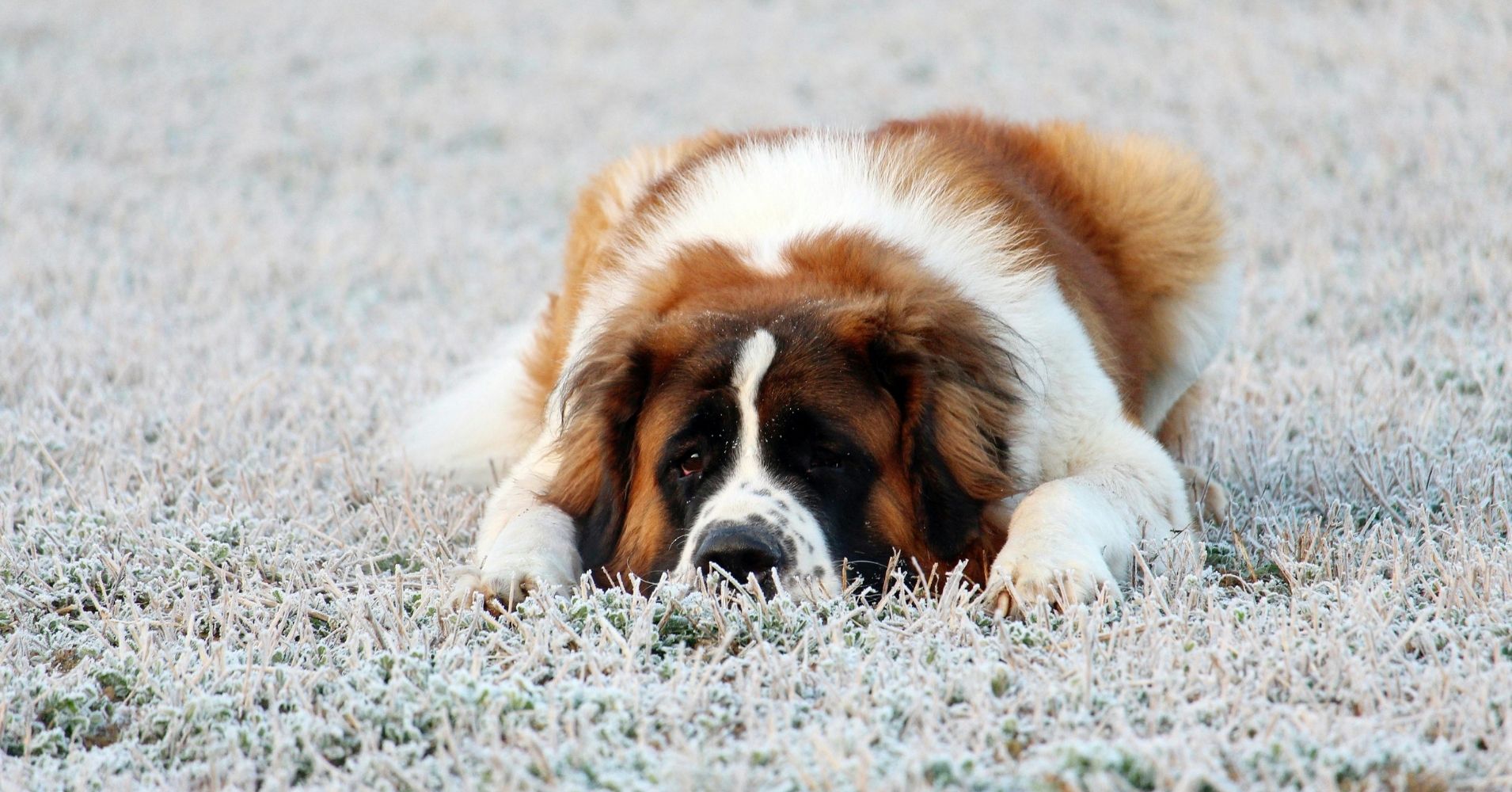 26 Gentle Giant Dog Breeds That Show Endless Affection