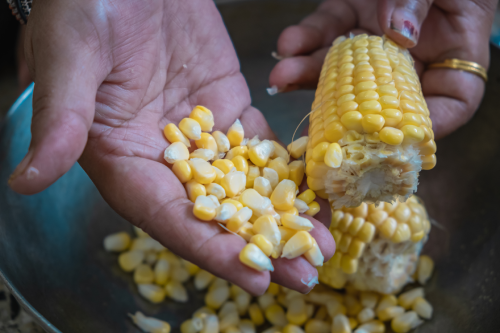 Producción de maíz en Guanajuato podría caer hasta 50% por falta de lluvia