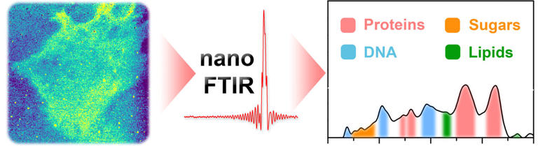 What vibrating molecules might reveal about cell biology