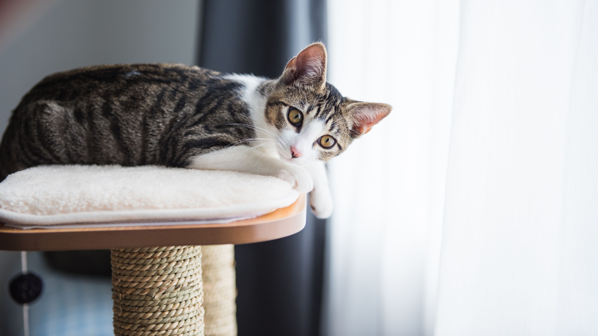 5 Common Mistakes That Hurt Your Cat’s Feelings Without You Realizing ...