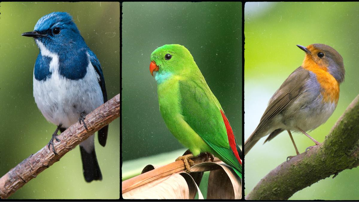 Test de personalidad: dime qué ave llama tu atención y te diré cuál es ...