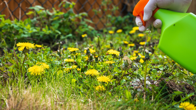 The Top 9 Worst Weed Control Products For Your Lawn (& Better ...