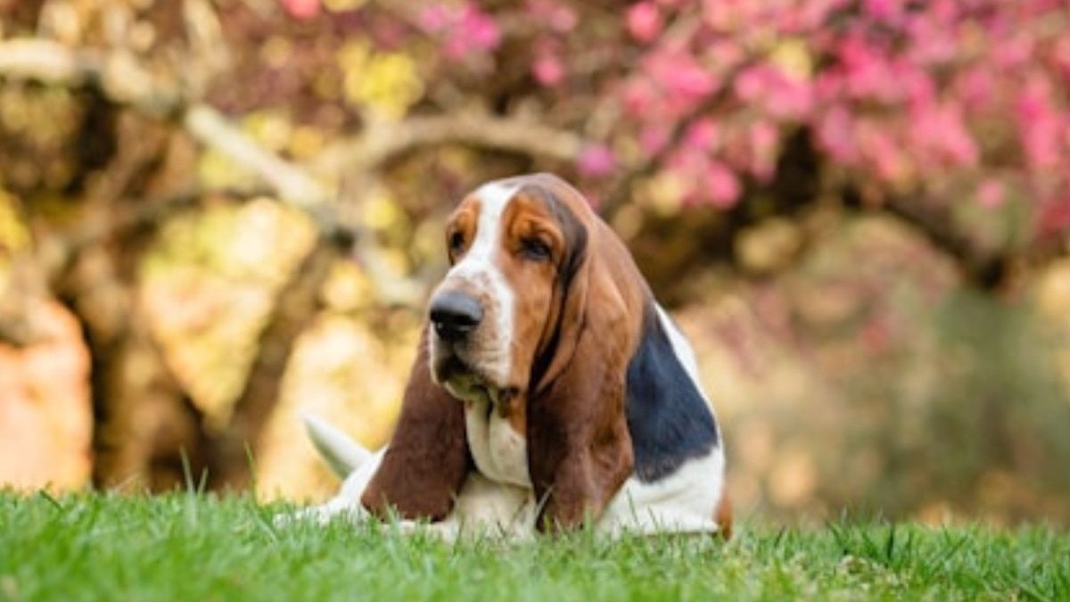 9 dog breeds that form an exclusive bond with just one human