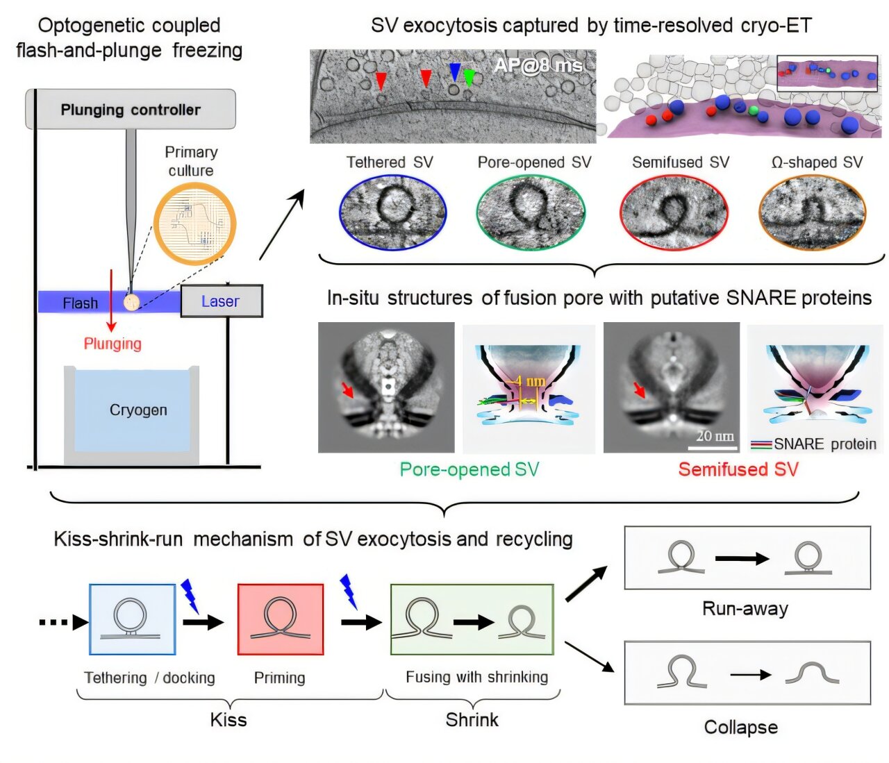 'Kiss-shrink-run' mechanism resolves neurotransmission mystery