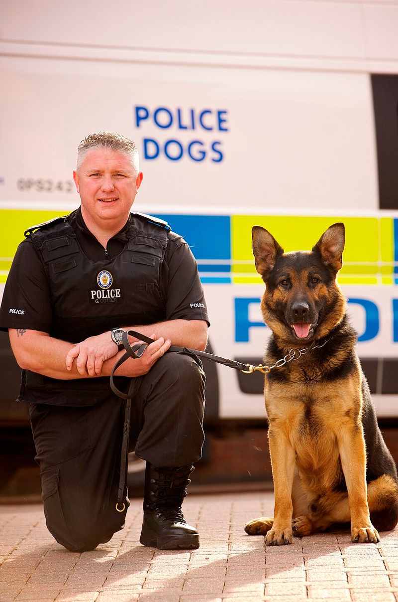 19 Common Myths and Misconceptions About German Shepherd Behavior and ...