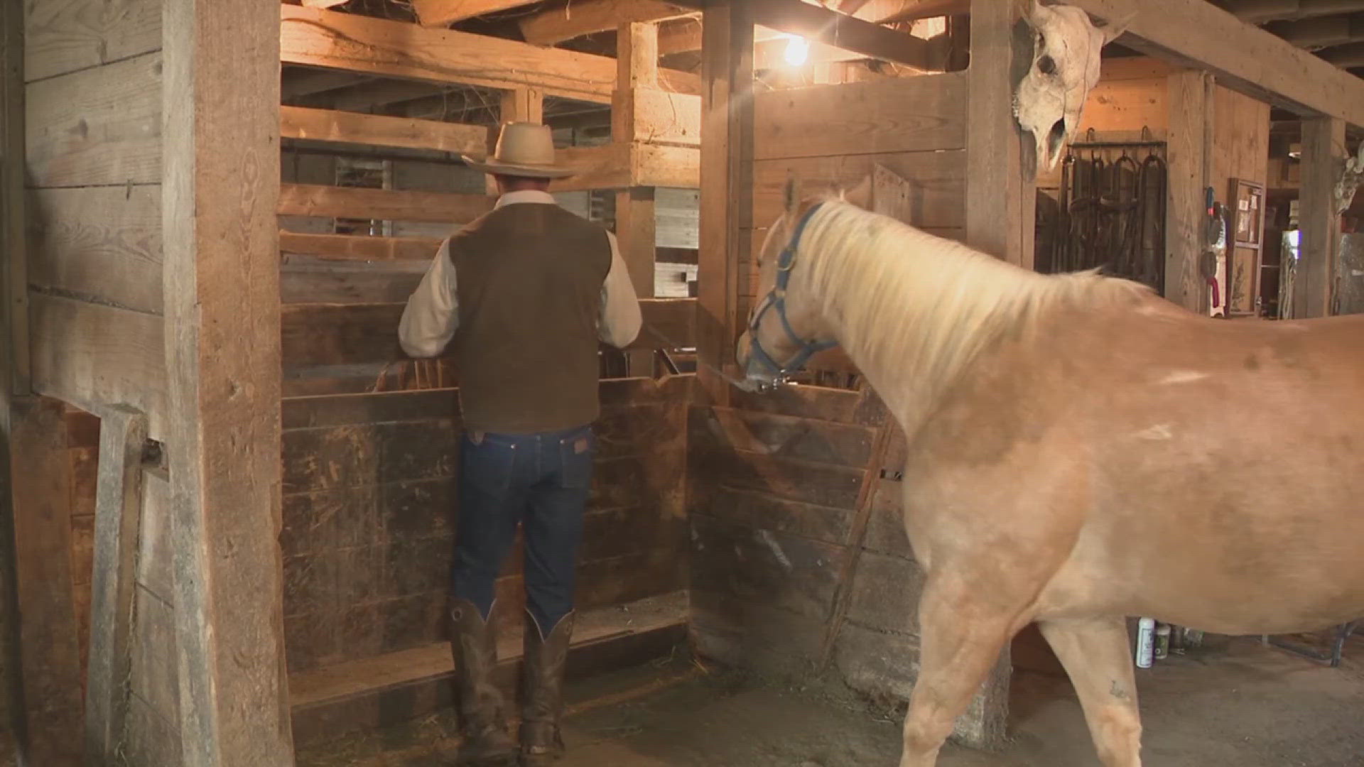 Morrison cowboy answers call to catch loose cattle across the Midwest