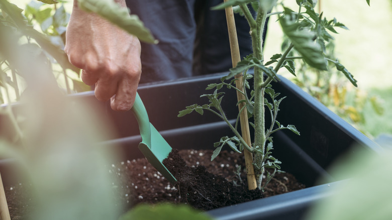 Simple 2 Ingredient Fertilizers For Healthy Plants And Soil