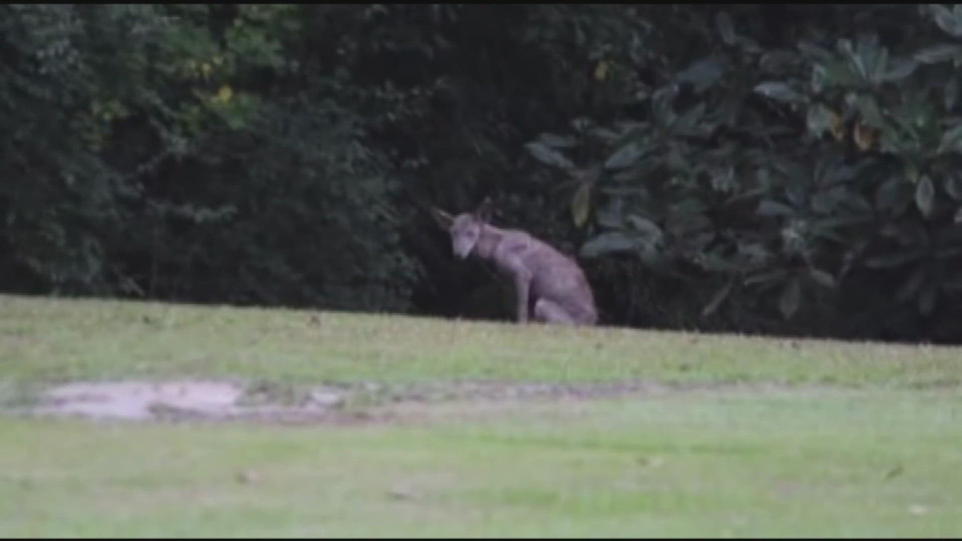Texas A&M researcher claims Chupacabra mystery solved